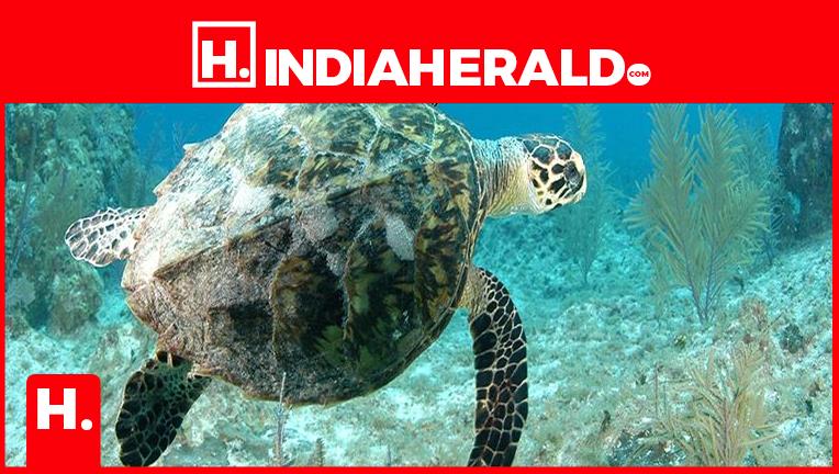 7 people died after eating turtle meat