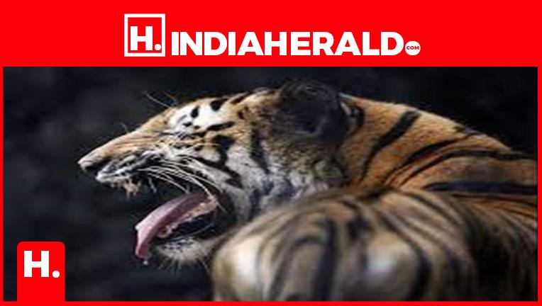 Tiger Deaths: Why each and every tiger is important?