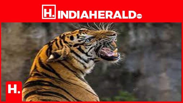 Tiger mauls villager to death, injures two
