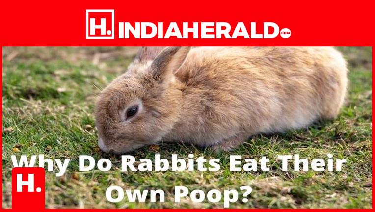 Why does this animal eat its poop??