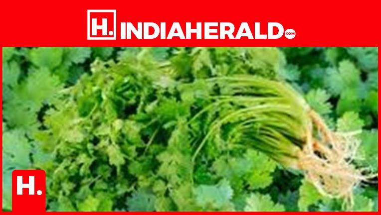 How To Grow Coriander (Dhaniya) Leaves at Home: Easy Ste