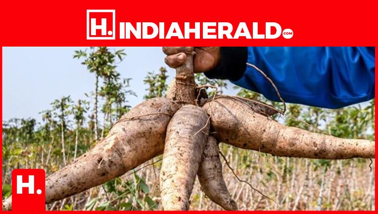10 Top-Notch Health Blessings Of Cassava