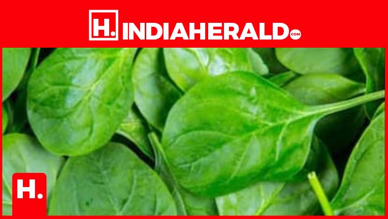 బచ్చలి ఆకులతో ఉపయోగాలు తెలిస్తే షాక్..