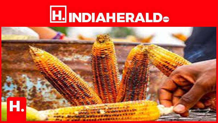 Alert: Side Effects of Roadside Corn...