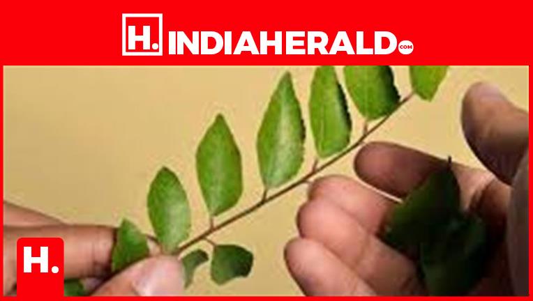 Curry Leaves: A Single Leaf to Cure 15 Diseases