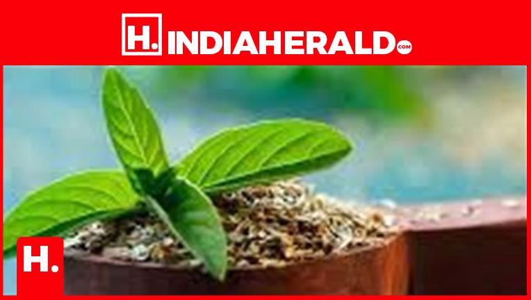 Discover the Magical Healing Powers of Tulsi (Holy Basil) f