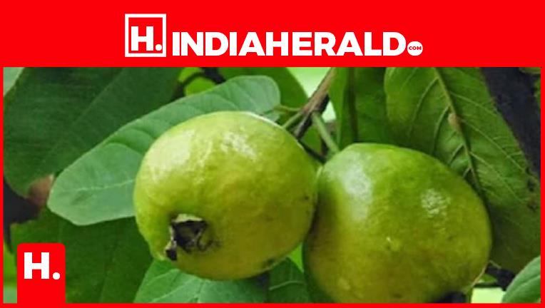 Health Benefits Of Guava And Its Leaves You Just Can t Leav