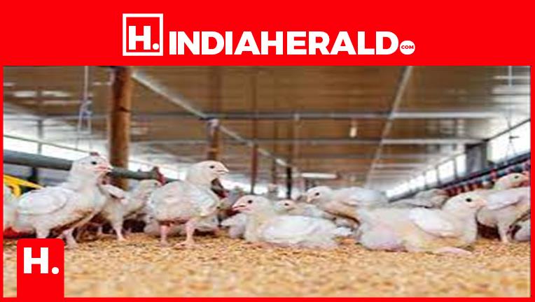 Hormone Injections are Used in Broiler Chicken Farming?