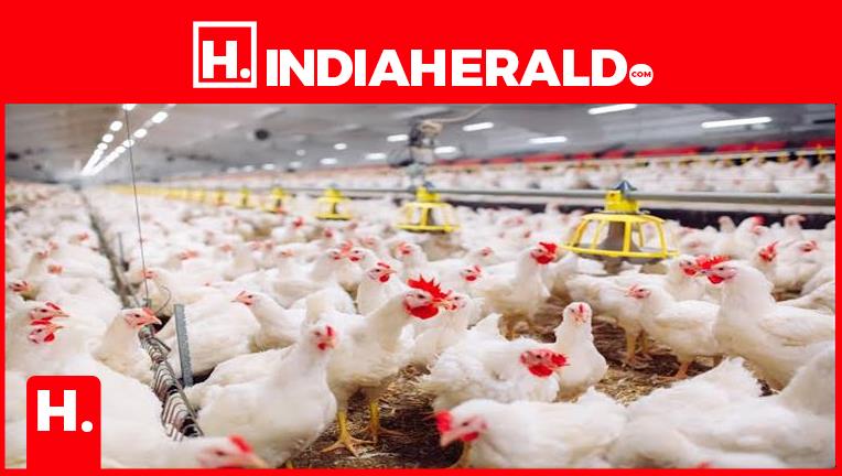 How do broiler chickens achieve rapid growth without hormon