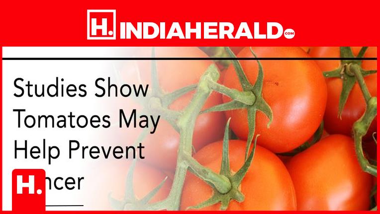 How effective is tomato against cancer?