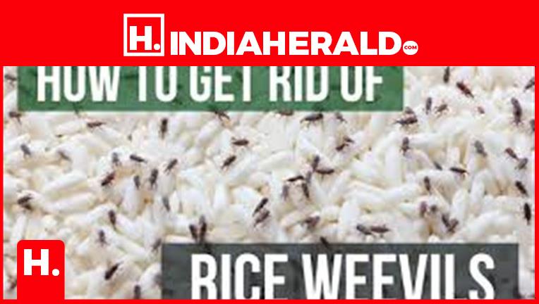 How to Get Rid of Weevils in Rice: 5 Easy and Effective Met