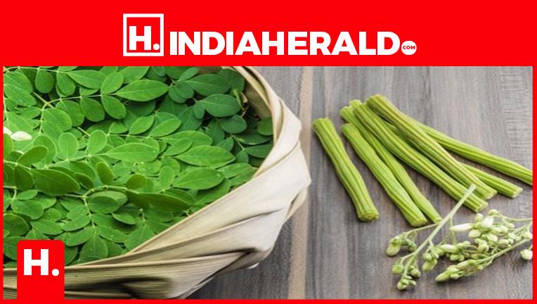 “Miracle tree”: These leaves used to treat cancer