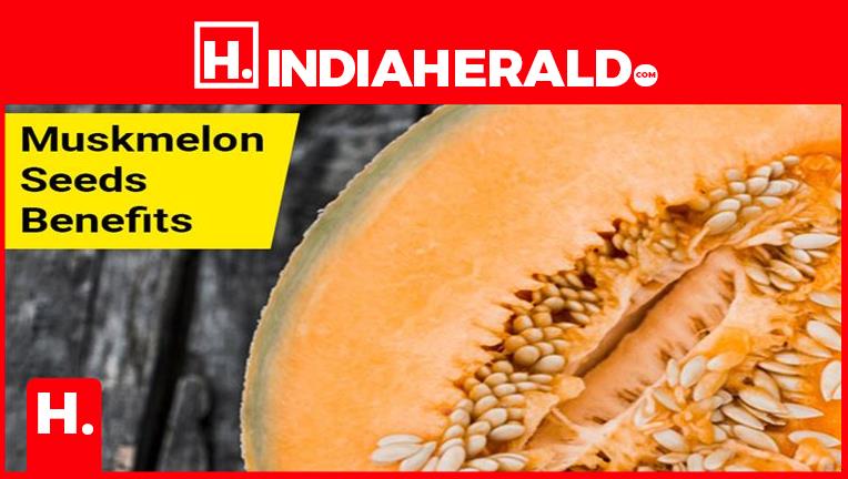 Muskmelon Seeds - Just Don t Throw it Out Reason?