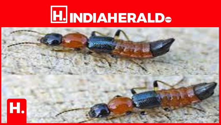 Nairobi fly: Another virus threat this time...