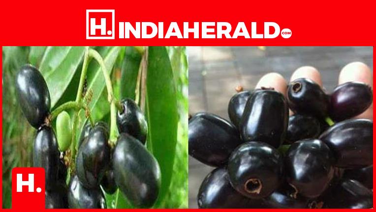 నేరేడు ఆకులలో ఉండే.. ఈ పోషకాలు తెలుసా..?