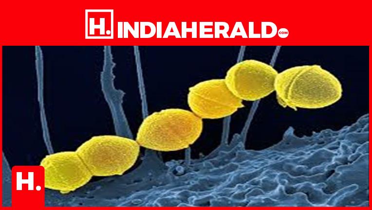 New bacteria created panic in Japan...?