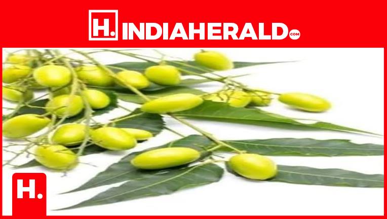 Not only Neem leaves but also Nimboli are very beneficial