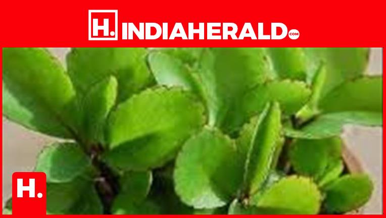 Patharchatta Leaves Aspect Effects: