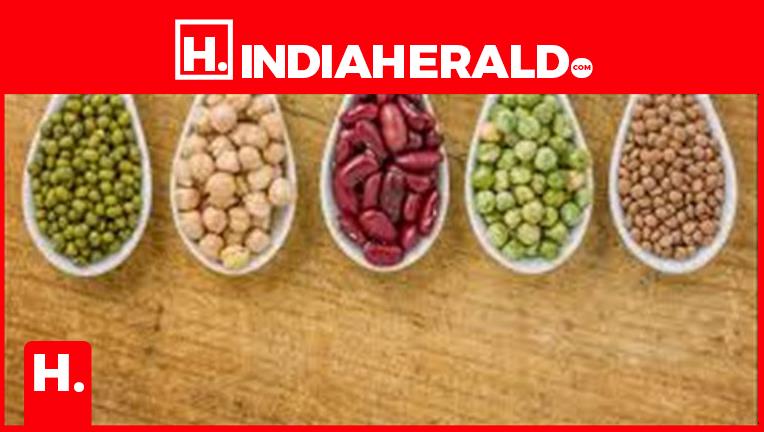 Pulses and legumes a highly nutritious and sustainable food