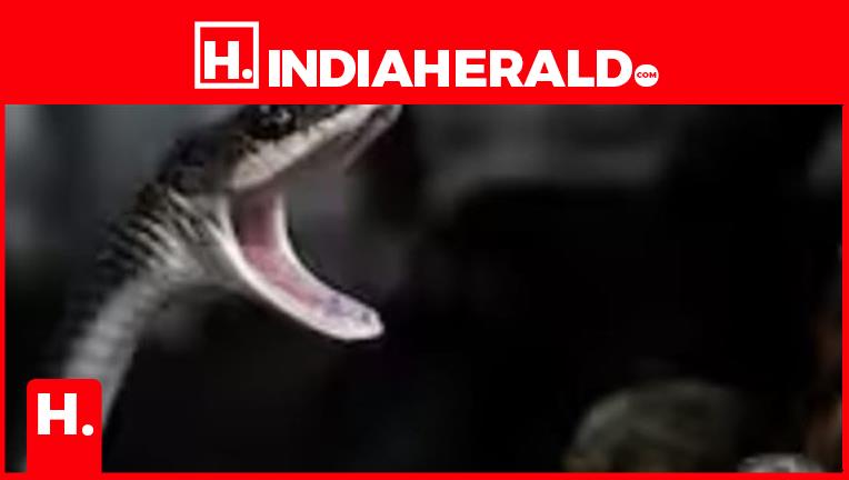 Snake Bites: Causes and Effects