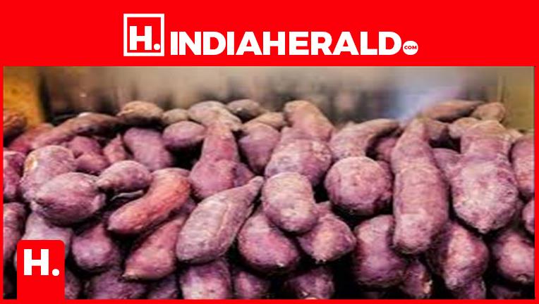 Surprising Benefits of beta-carotene-rich sweet potato..