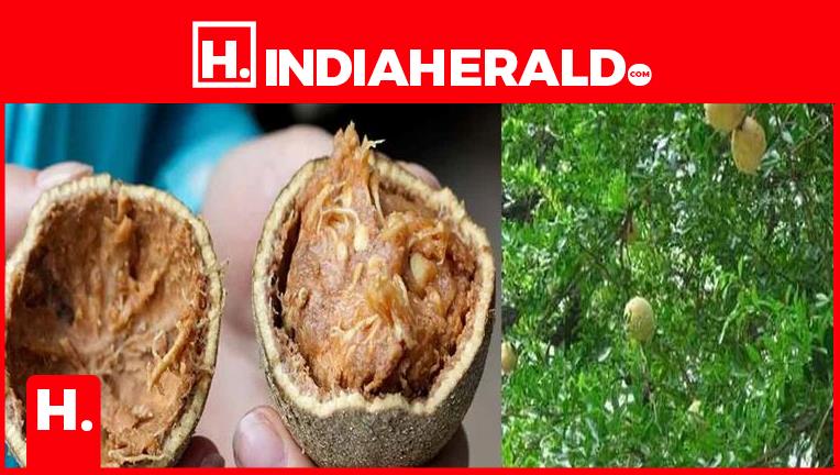 తెల్ల రక్త కణాలను పెంచే వెలగపండు..