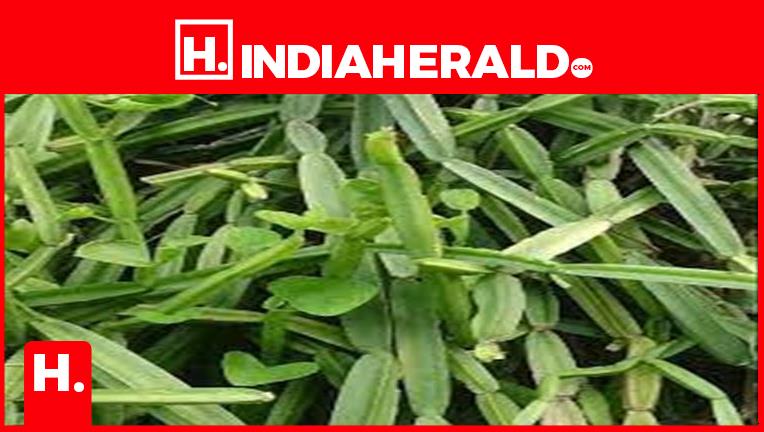 What Are the Health Benefits of Veldt Grape?