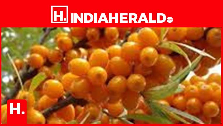 Which fruit is fine for peak boom?