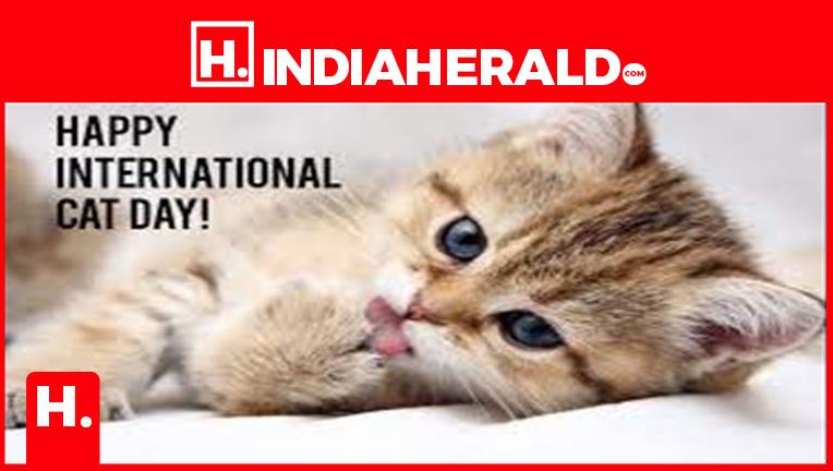 History of International Cat Day-Things to Know...