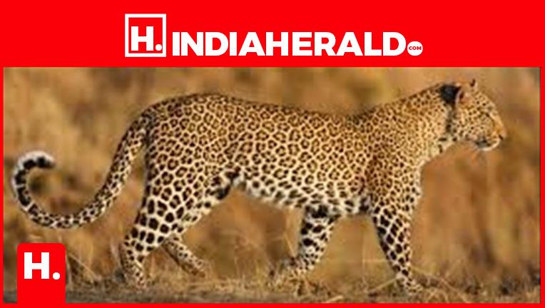 International Leopard Day - History and significance...