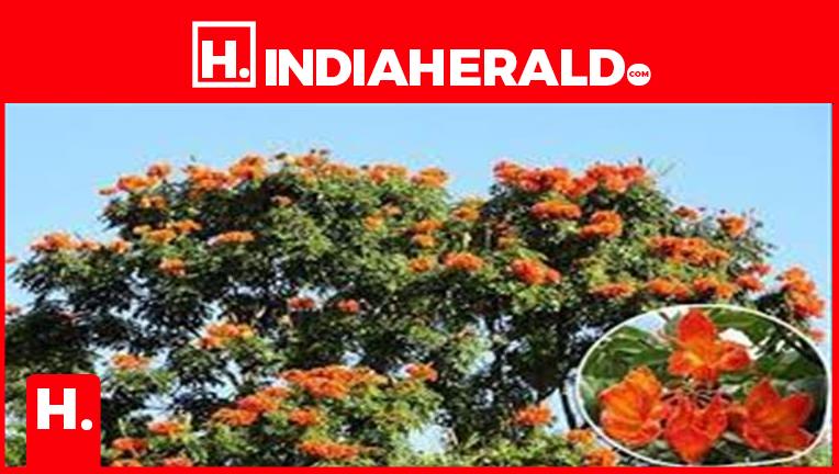 The British ornamental flower that became India s...