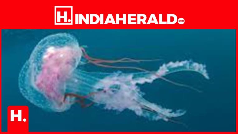 This creature living in the sea never dies