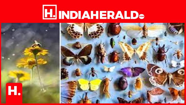 65% of insects on earth will die due to climate change..?