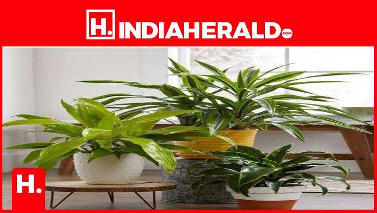 Best Indoor Plants for Pollution