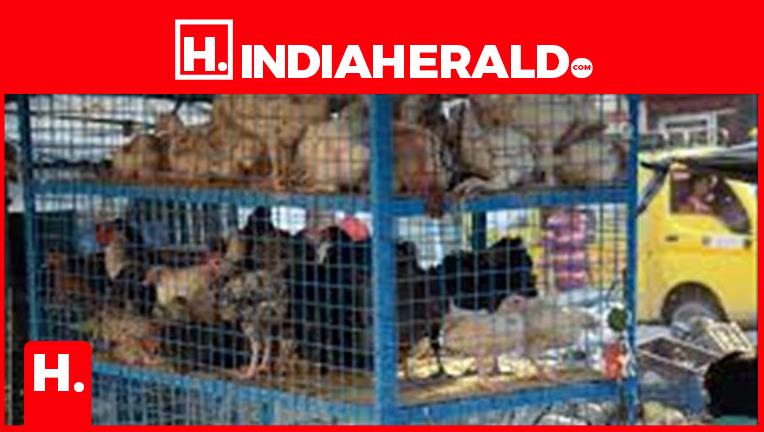 Coronavirus does not spreads through Sea Foods Chicken and