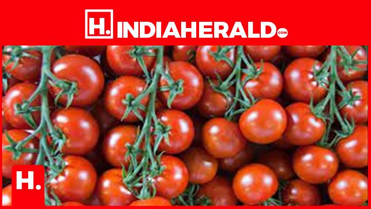 Heavenly Plumpy Tomato rates touch Heaven..?