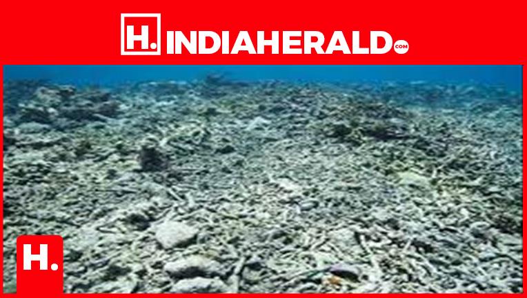 Secrets of Deep sea: From Waterfalls to Dead Zones