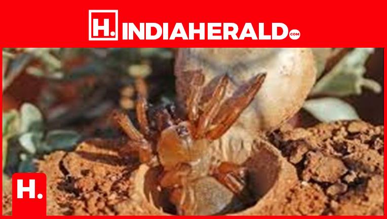 These creatures are cruel First they love and kill their p