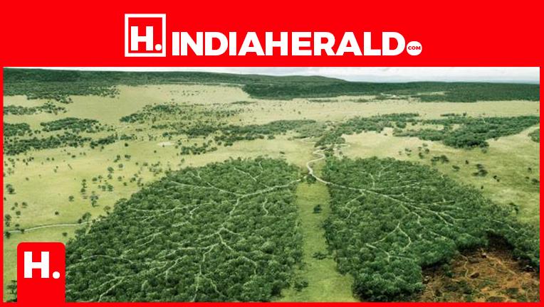 Why is the Amazon forest called the lungs of the earth?