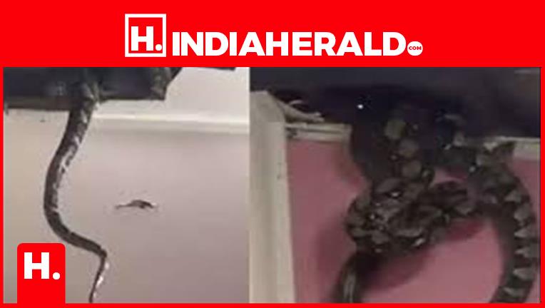3 giant pythons came out after tearing the roof of the house