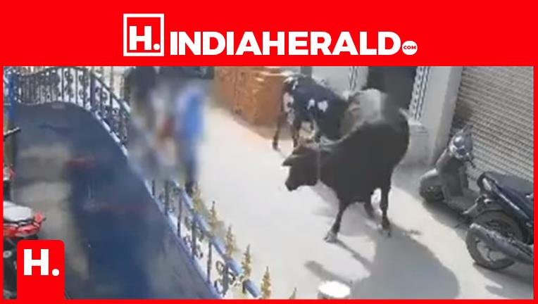 Caught On Cam: Cow Attacks A Chennai Girl In Shocking Video