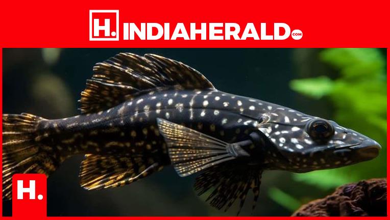 Invasive Devilfish return to Haunt Fishermen in Telangana a