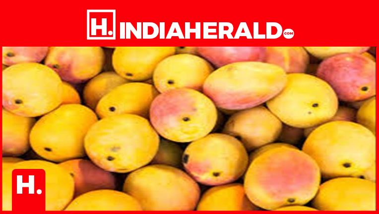 Mango is produced in large quantity in Bihar
