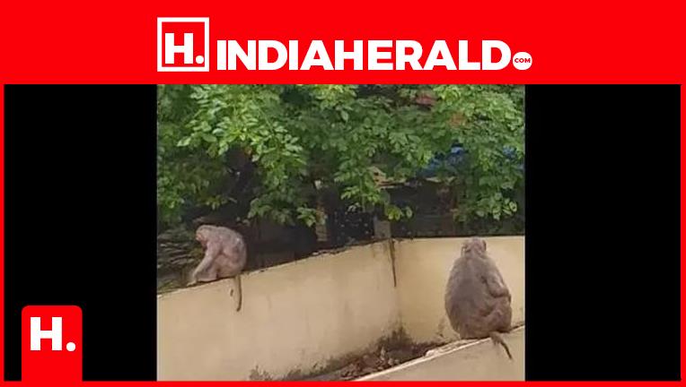 Monkey Menace Goes Unchecked in Telangana Hyderabad