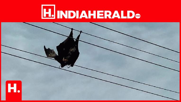 Paladinni Bats dying from getting caught on Power Lines - W