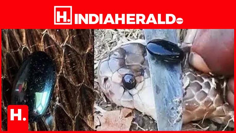 The Parable Of The Cobra s Nagmani: Scientific Angle