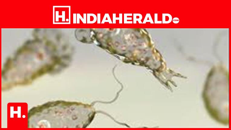What is the brain-eating worm Naegleria Fowleri?