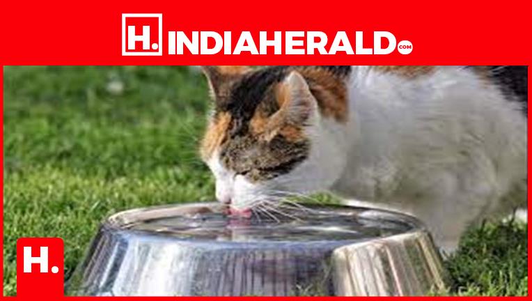 Your Cat Dehydrated.5 Subtle Signs They Need More Water