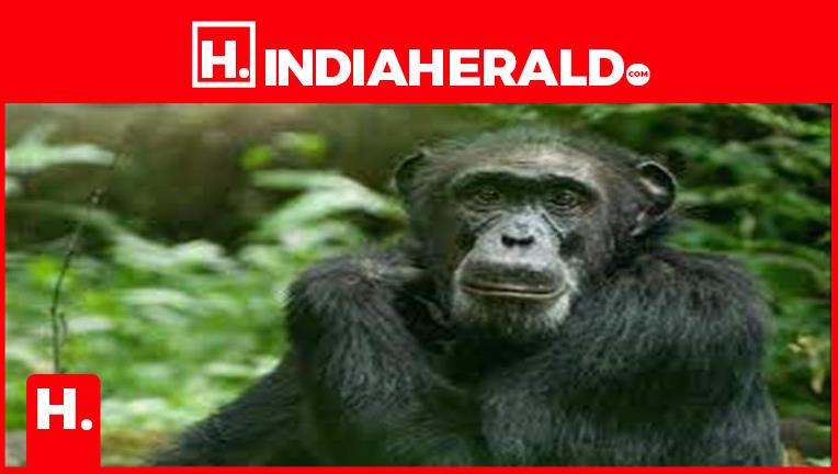 Revealing the Emotional Intelligence of Chimpanzees.