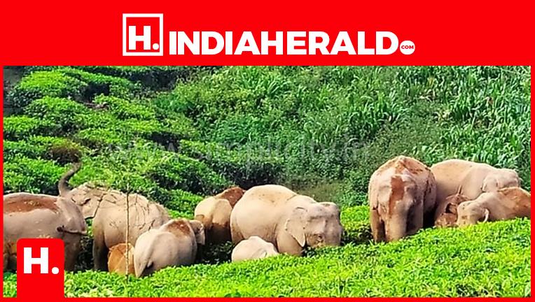 40 wild elephants invading the tea estate